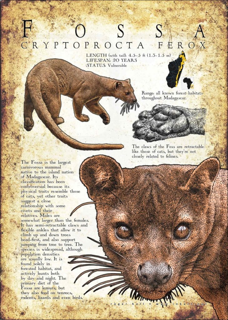 Fossa Poster Print / Infographic