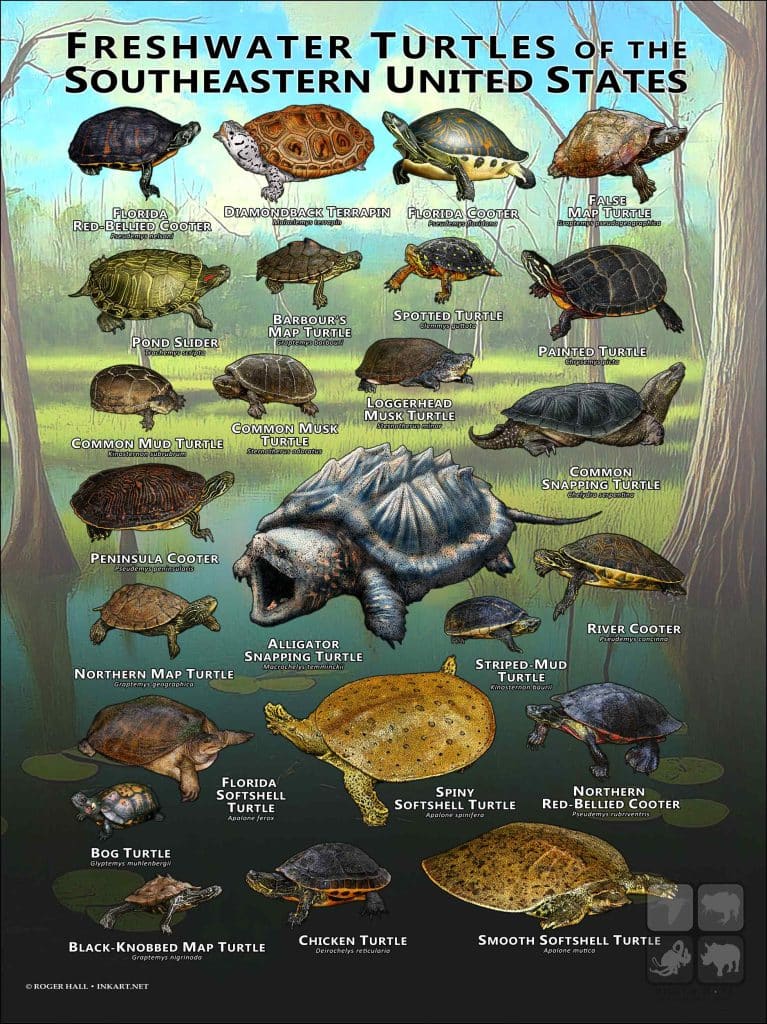 Freshwater Turtles Of The Southeastern Us Poster Print