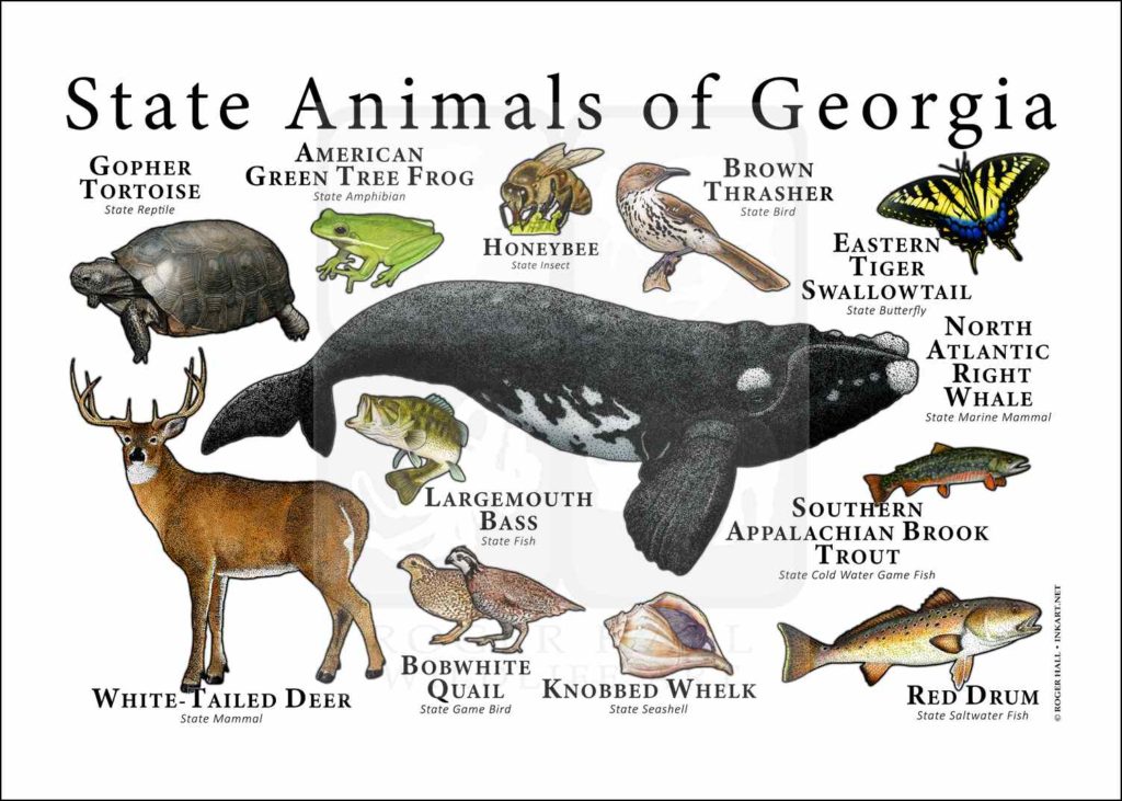 Georgia State Animals Poster Print - inkart