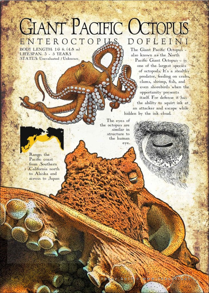 Giant Pacific Octopus Poster Print / Infographic