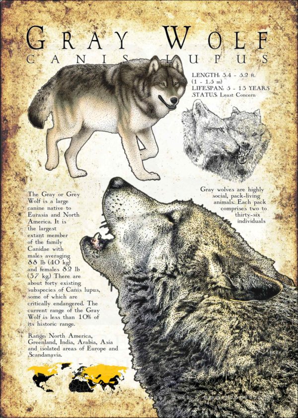 Grey Wolf Poster Print / Infographic