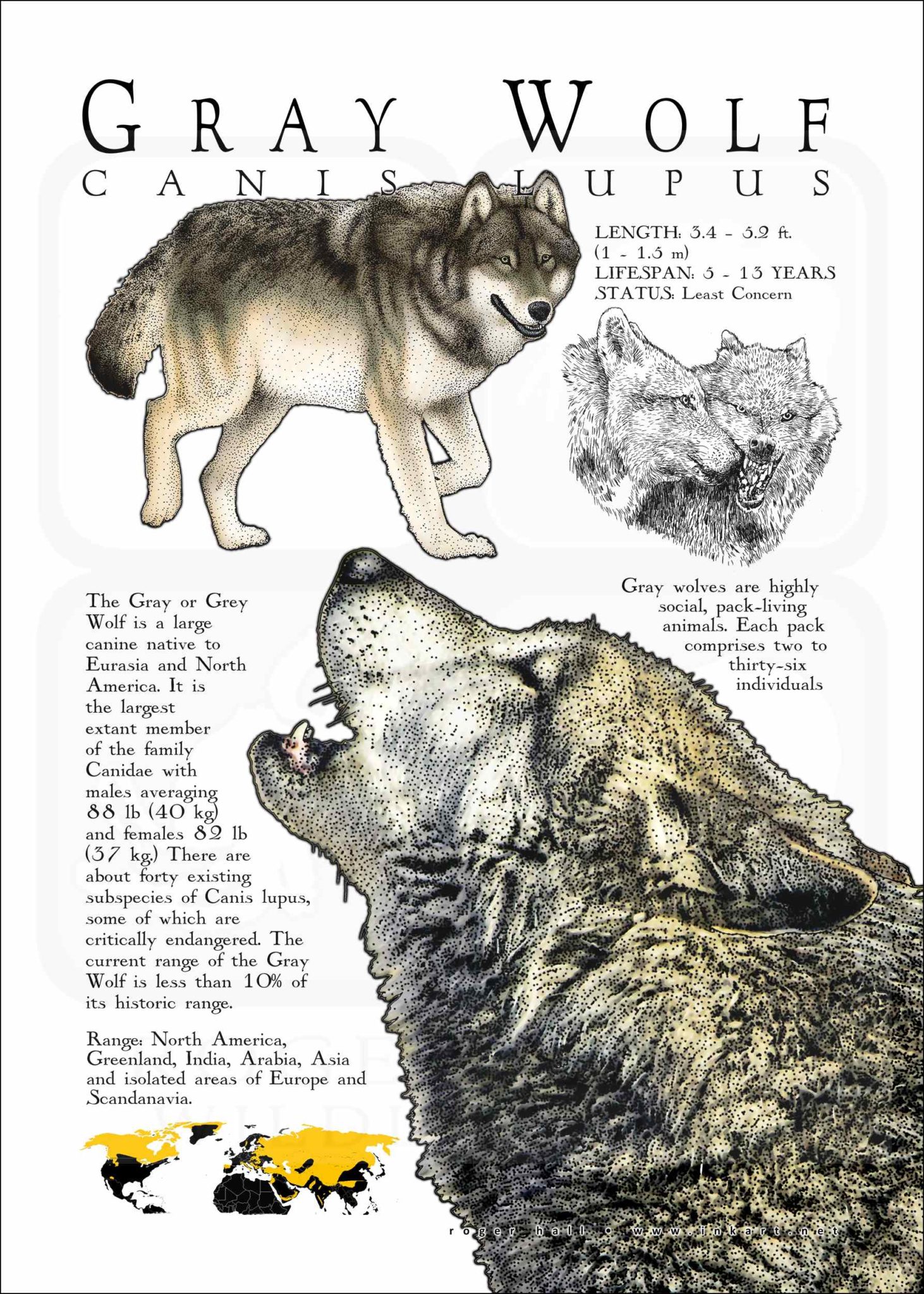 Grey Wolf Poster Print / Infographic