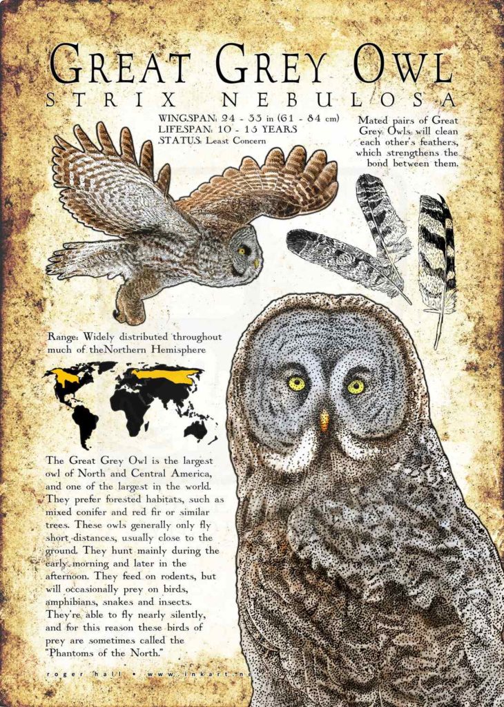 Great Grey Owl Poster - Wildlife Art