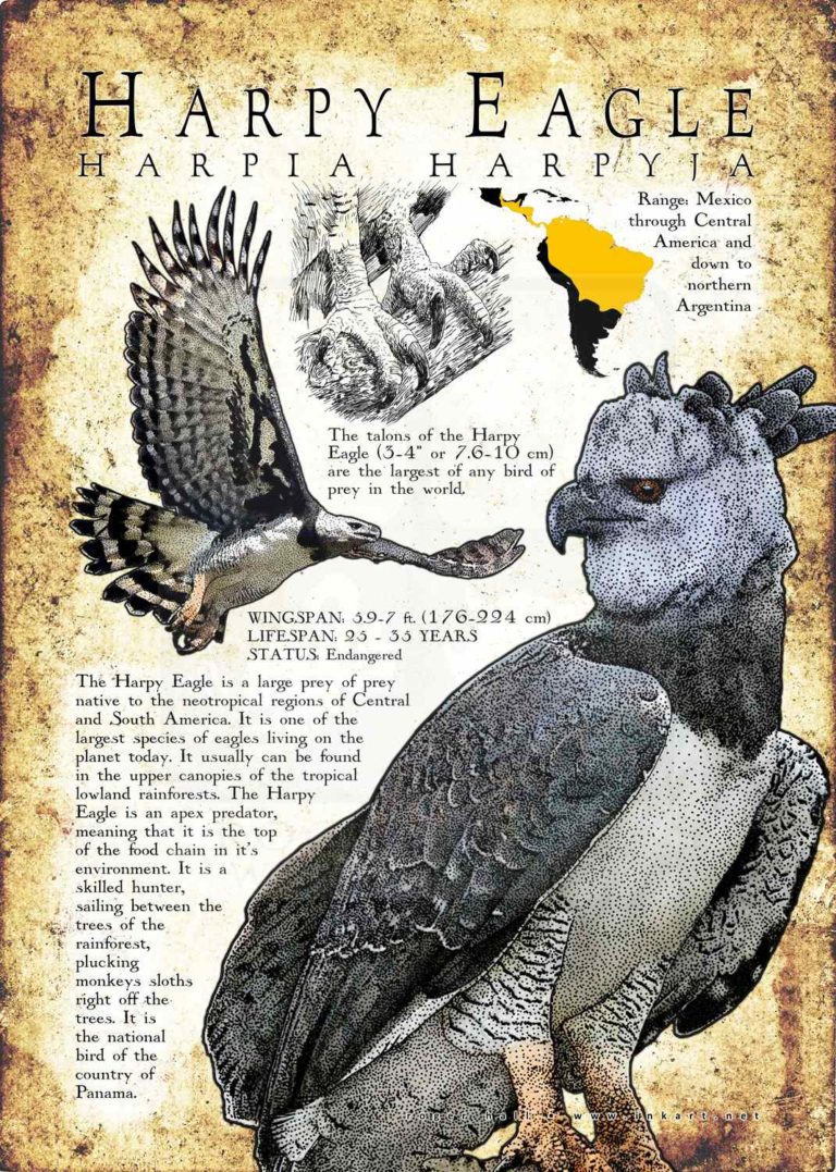 Harpy Eagle Poster Print / Infographic