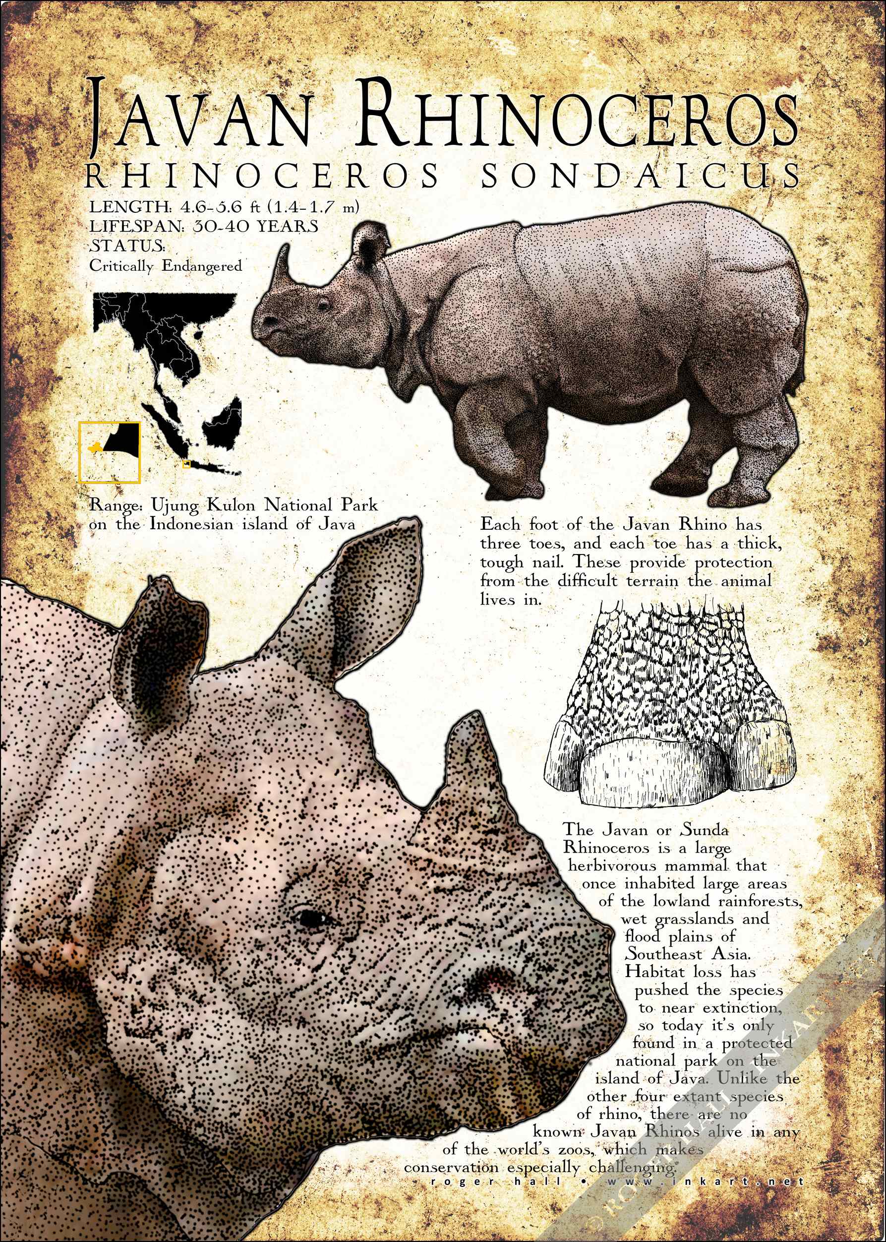 Javan Rhinoceros Poster - Wildlife Art