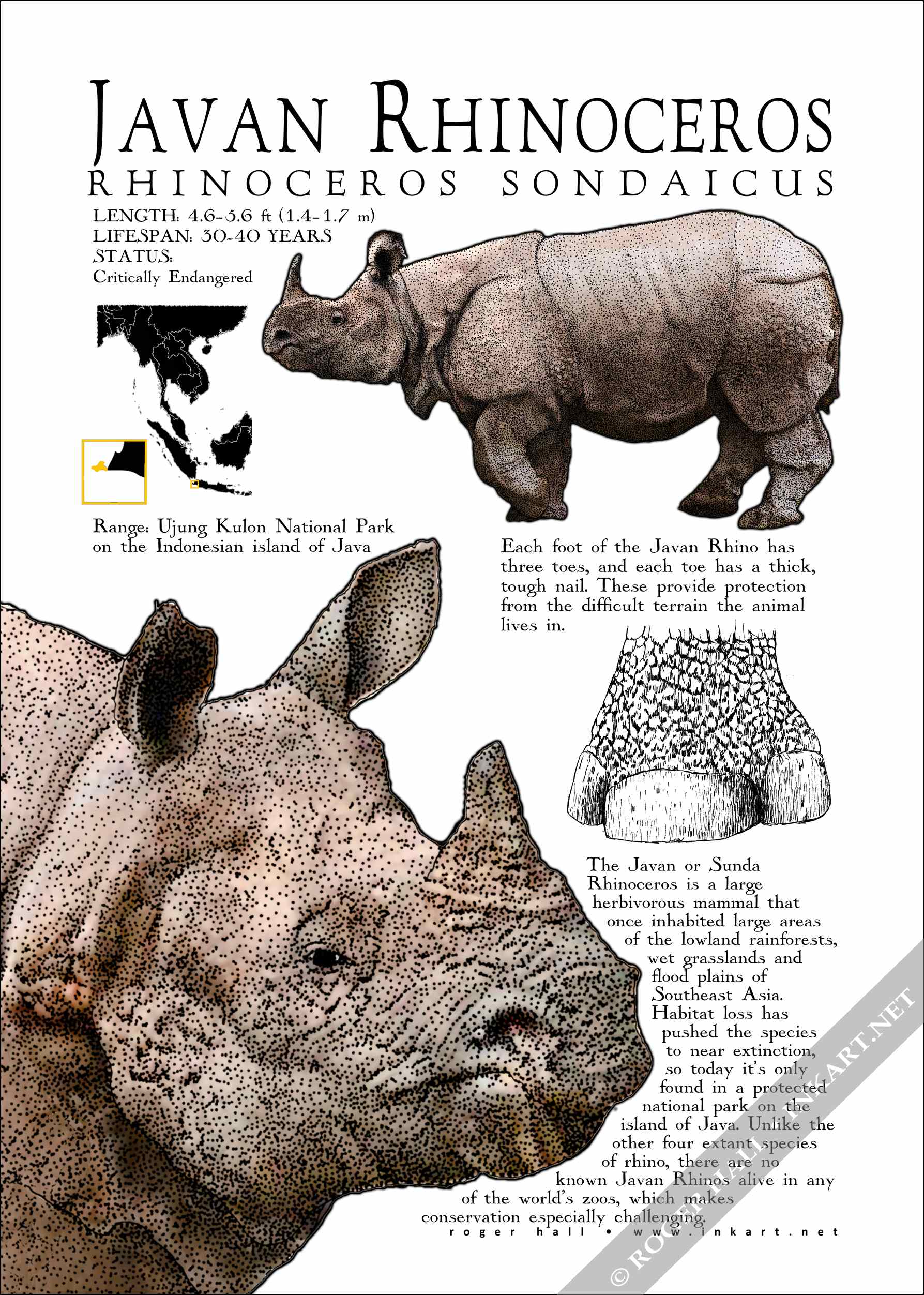 Javan Rhinoceros Poster - Wildlife Art