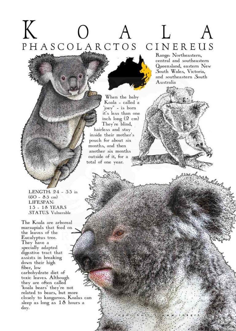 Koala Poster Print / Infographic