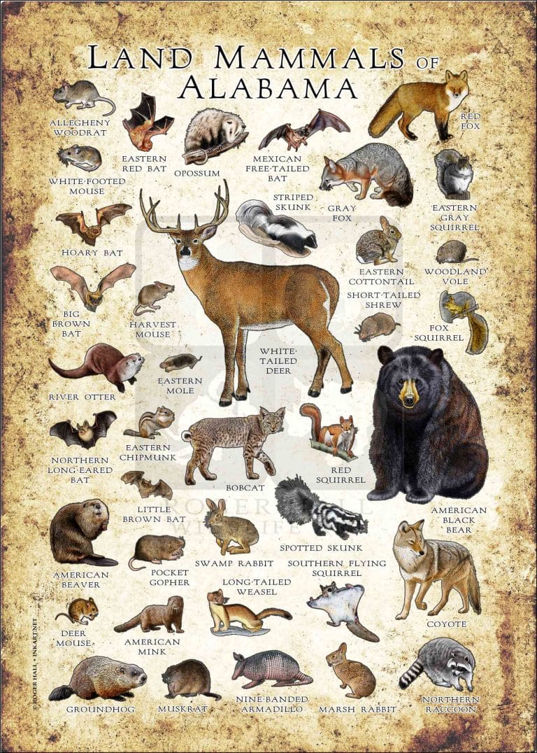 Land Mammals of Alabama Poster Print