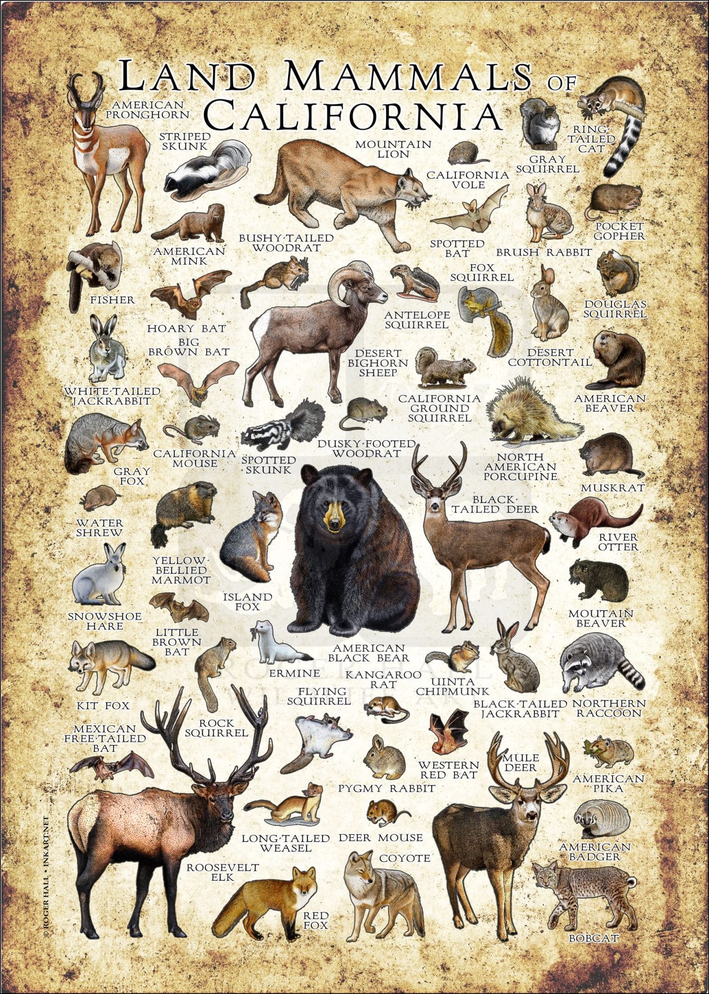 Land Mammals of California Poster Print