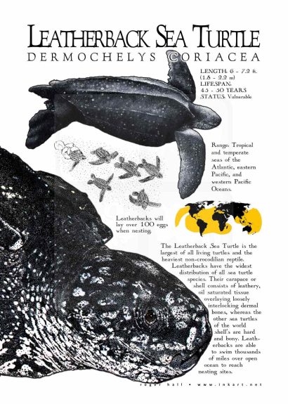 Leatherback Sea Turtle Poster - Wildlife Art