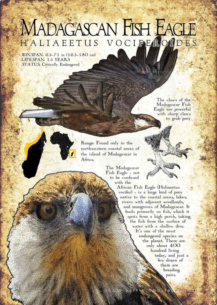 Madagascar Fish Eagle Poster - Wildlife Art
