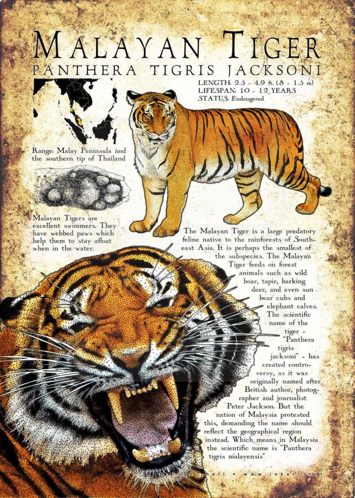 Amur Tiger Poster Print / Infographic