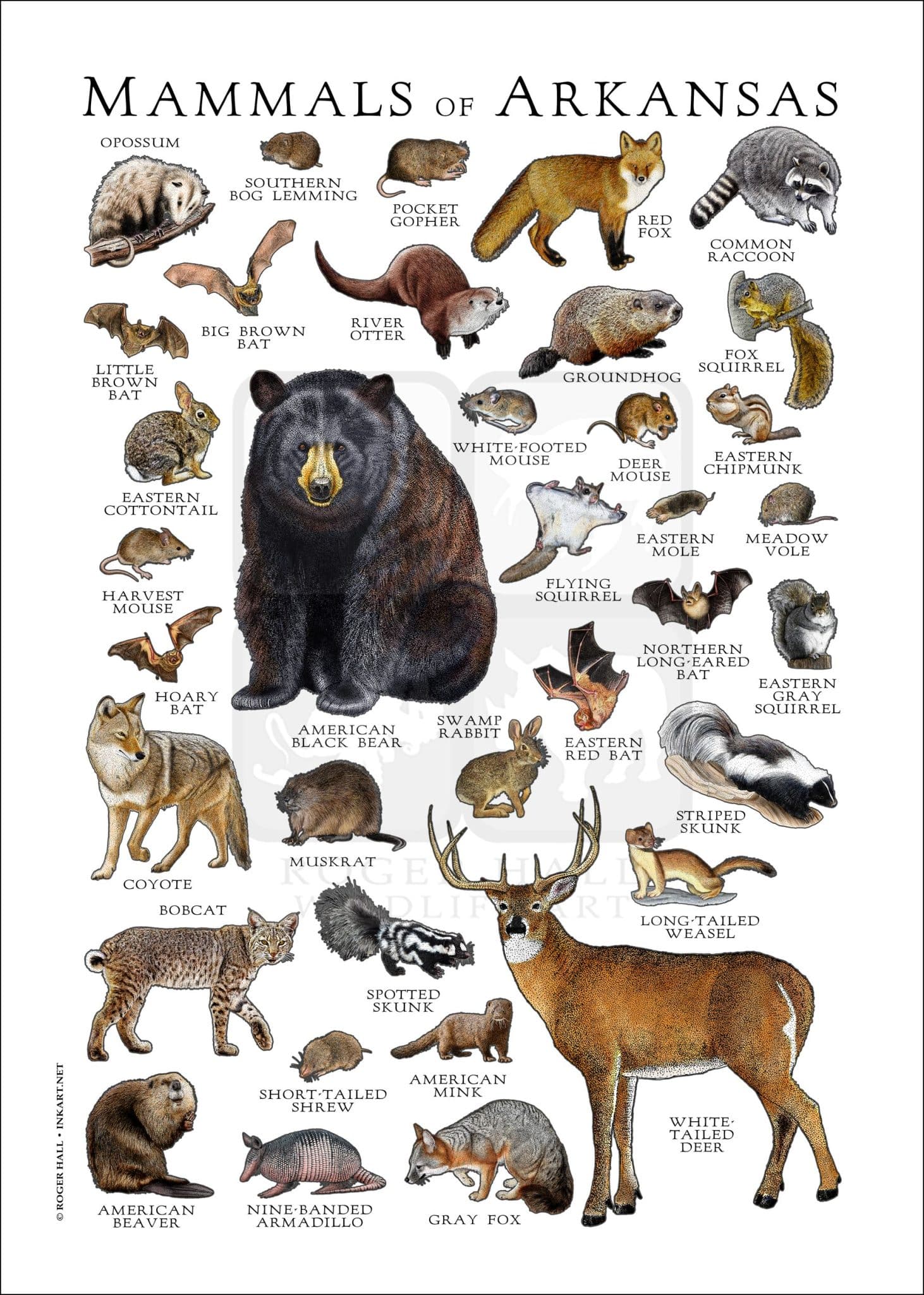 Mammals of Arkansas Poster Print