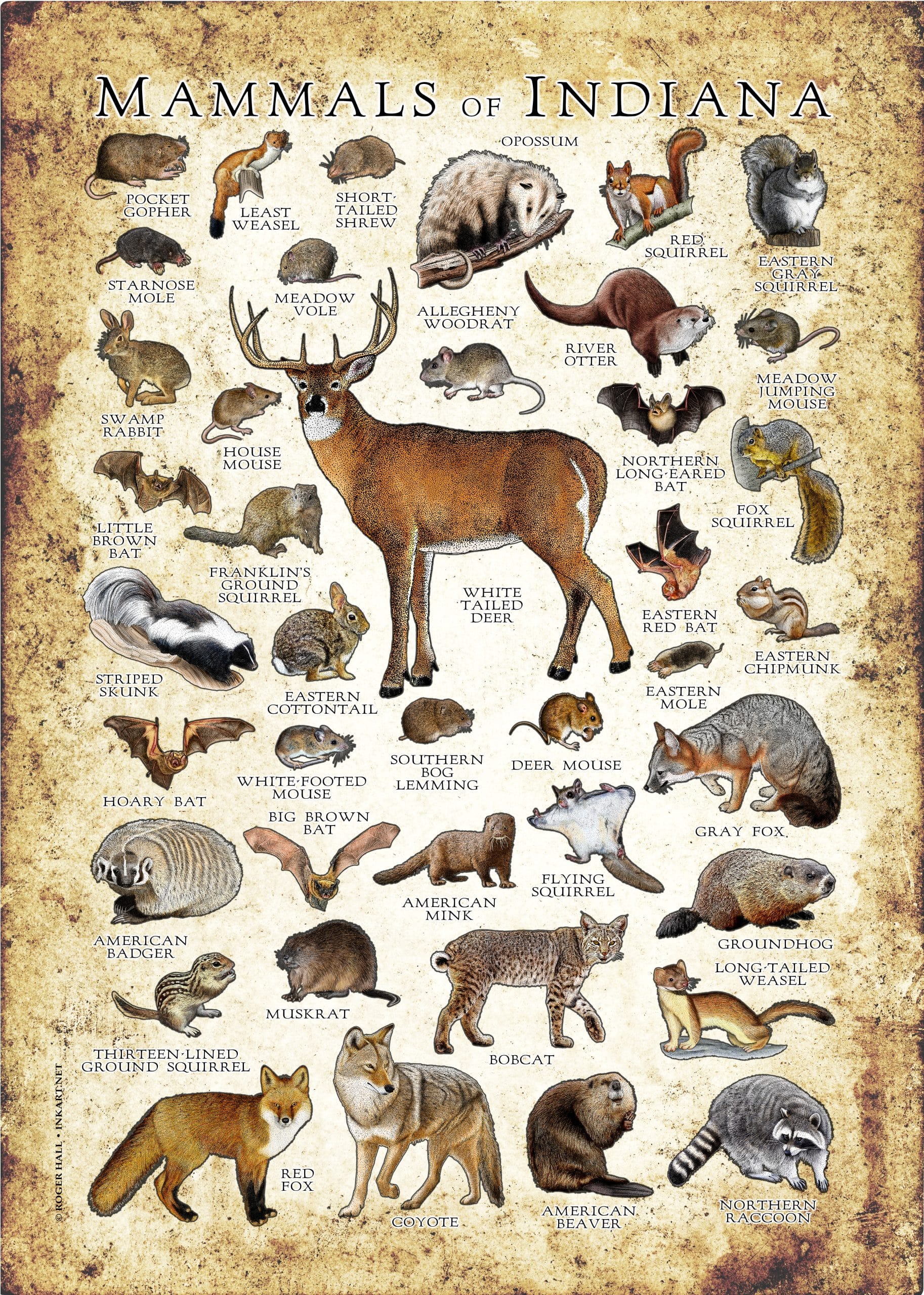 Examples Of Mammals