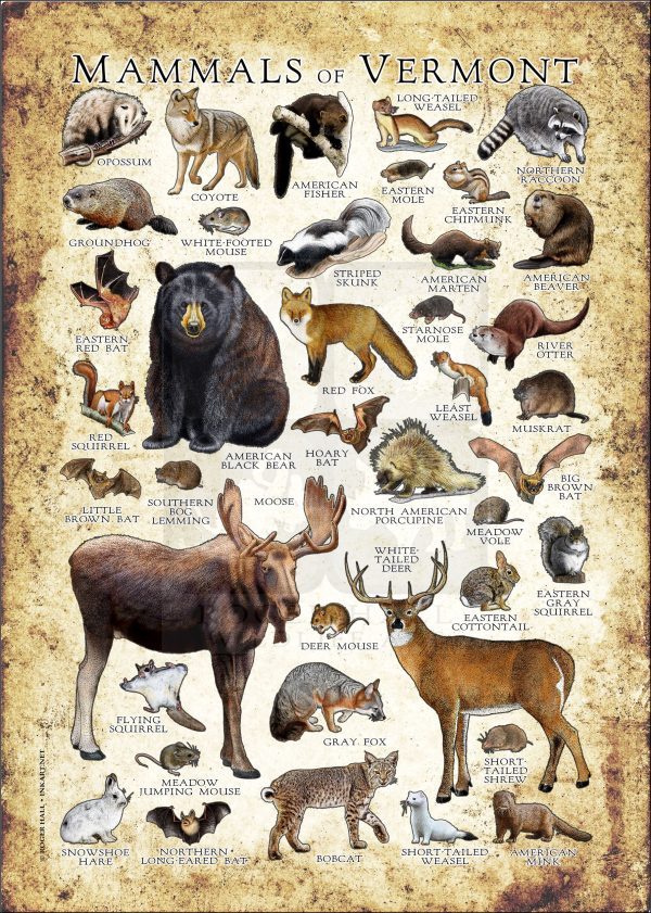 Mammals of Vermont Poster Print