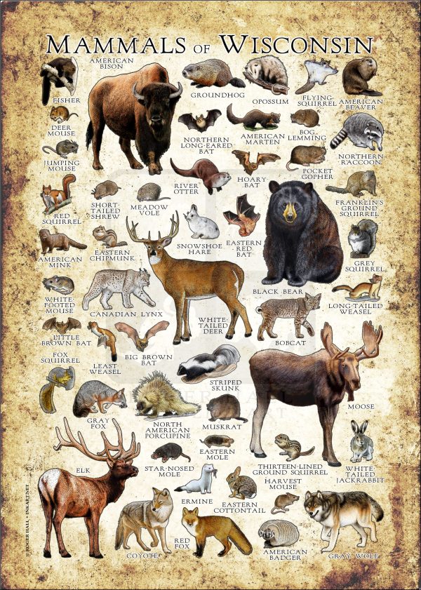 Mammals of Wisconsin Poster Print