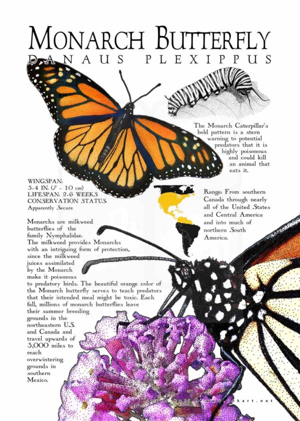 Monarch Butterfly Poster - Wildlife Art
