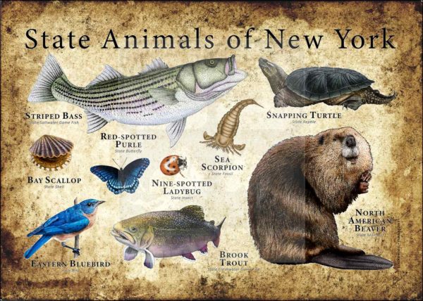 South Carolina State Animals Poster Print - inkart