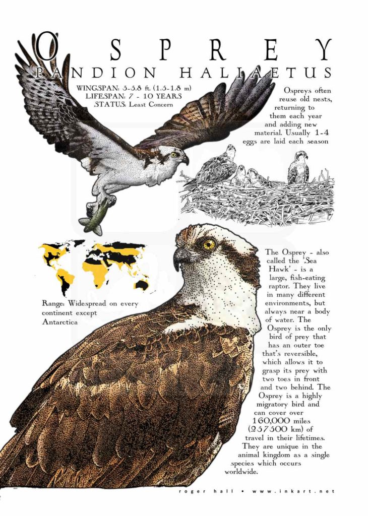 Osprey Poster Print - Wildlife Illustration