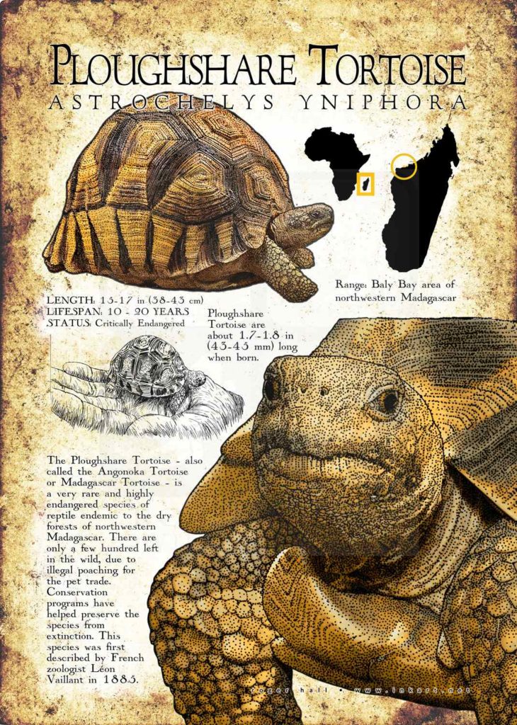 Ploughshare Tortoise Poster - Wildlife Art
