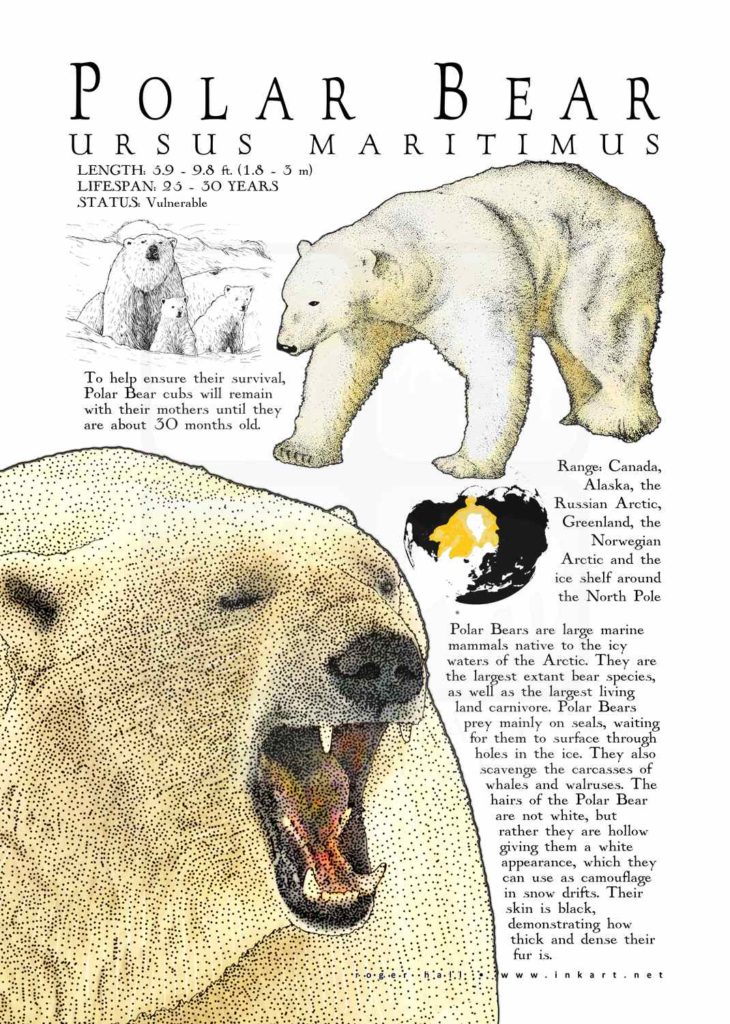 Polar Bear Poster - Wildlife Illustration