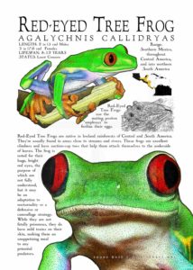 Red-Eyed Tree Frog Poster Print / Infographic