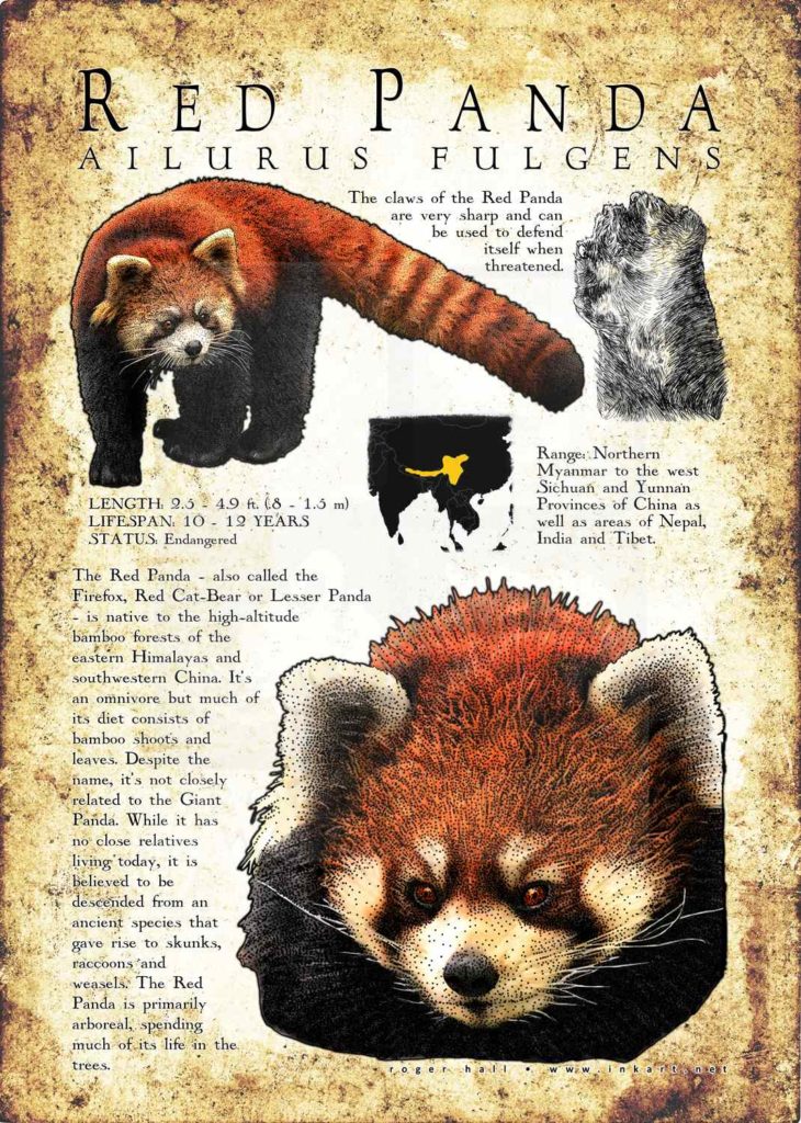 Red Panda Poster - Wildlife Art