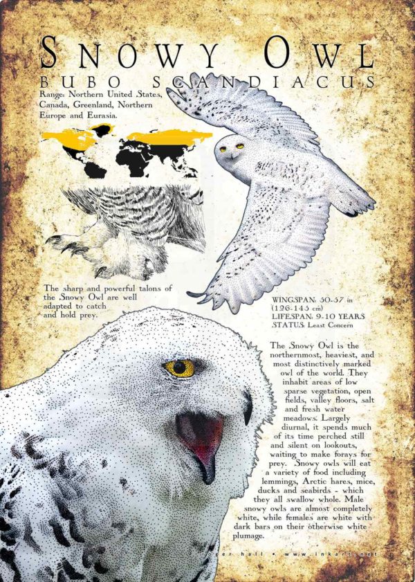 Snowy Owl Poster - Wildlife Art