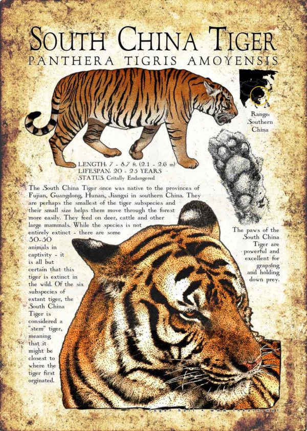 South China Tiger Poster - Wildlife Art