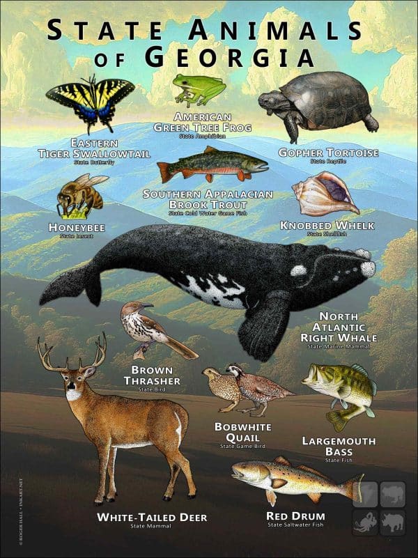 Georgia State Animals Poster Print