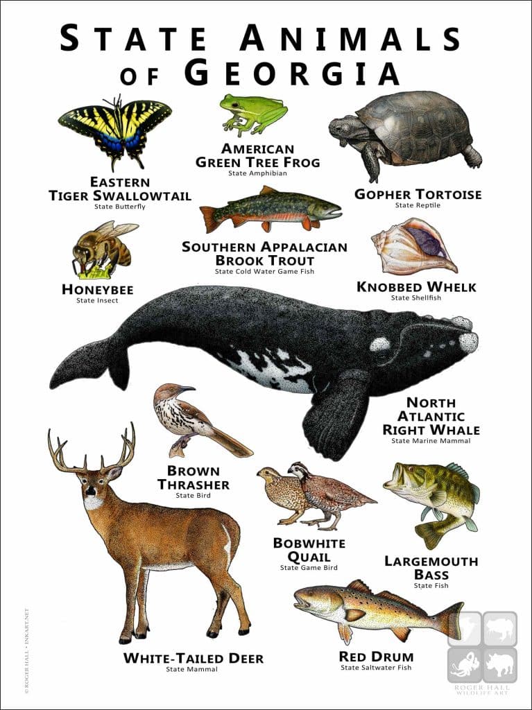 Georgia State Animals Poster Print