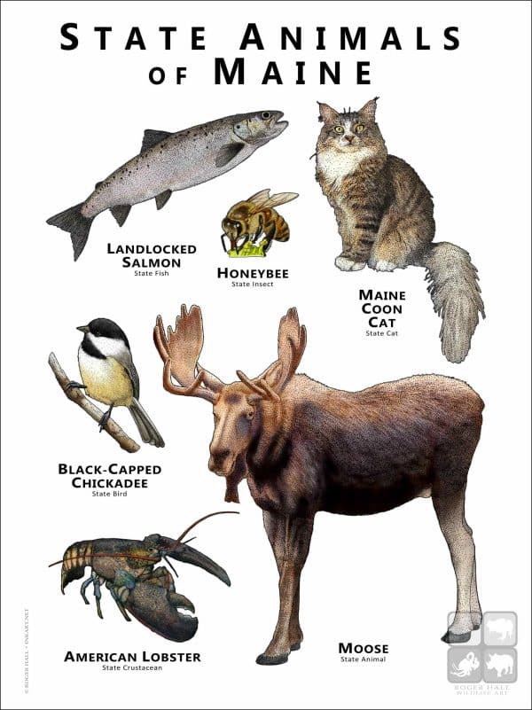 Maine State Animals Poster Print