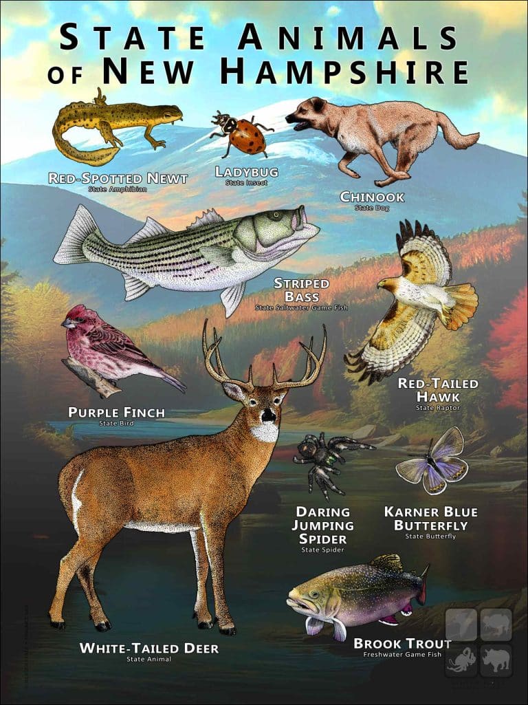 New York State Animals Poster Print