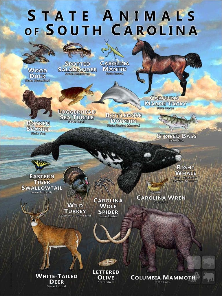 South Carolina State Animals Poster Print