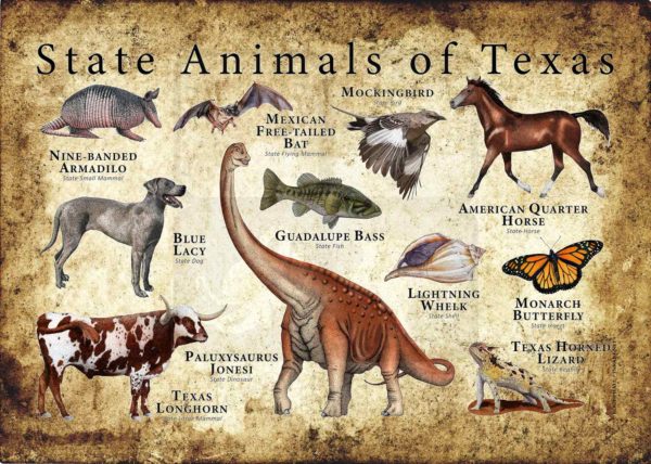 Montana State Animals Poster Print - inkart