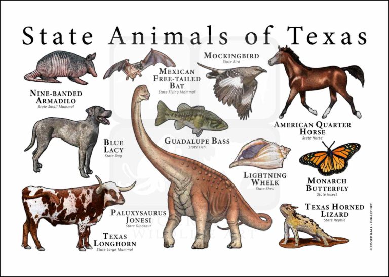 Texas State Animals Poster Print - inkart