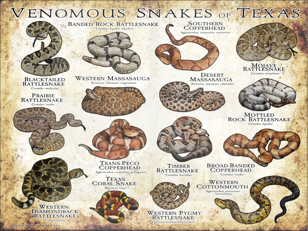 Venomous Snakes of Texas Poster Print