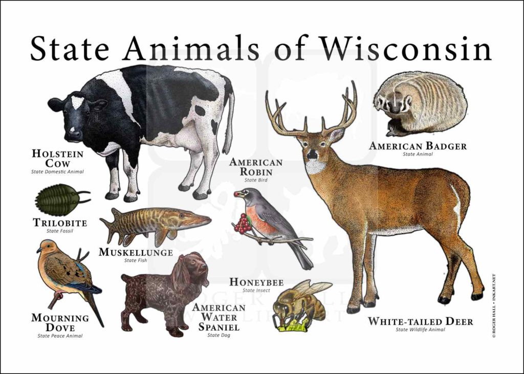 Wisconsin State Animals Poster Print - inkart