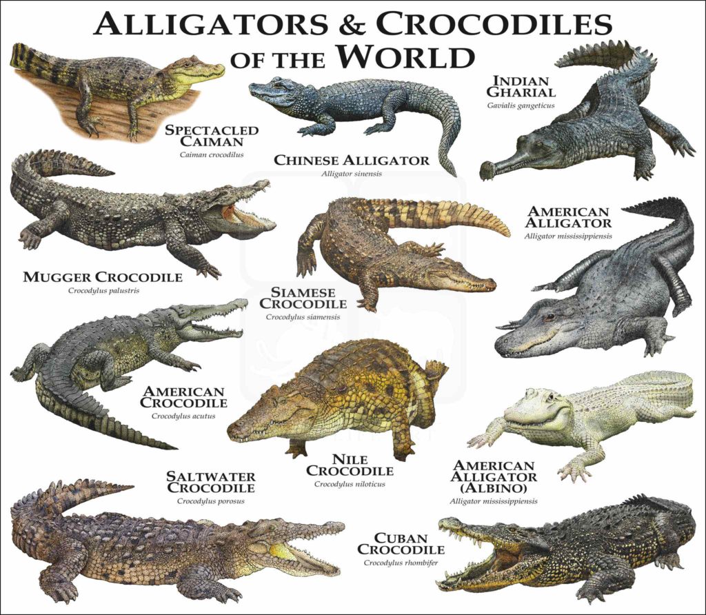 Alligators and Crocodiles of the World Poster Print - inkart
