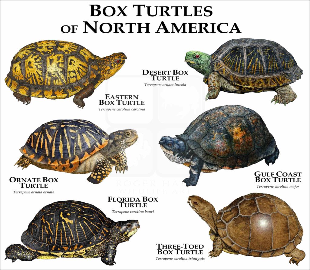Box Turtles of North America Poster Print – inkart