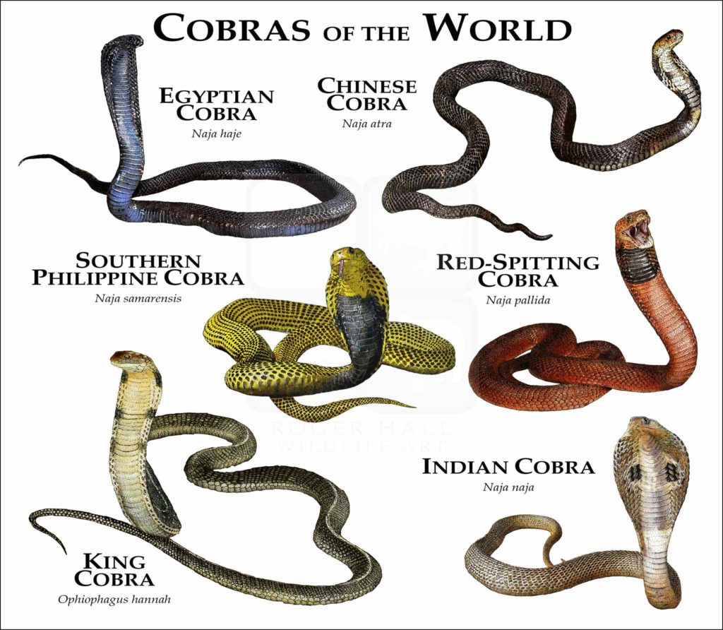 Cobras of the World Poster Print – inkart