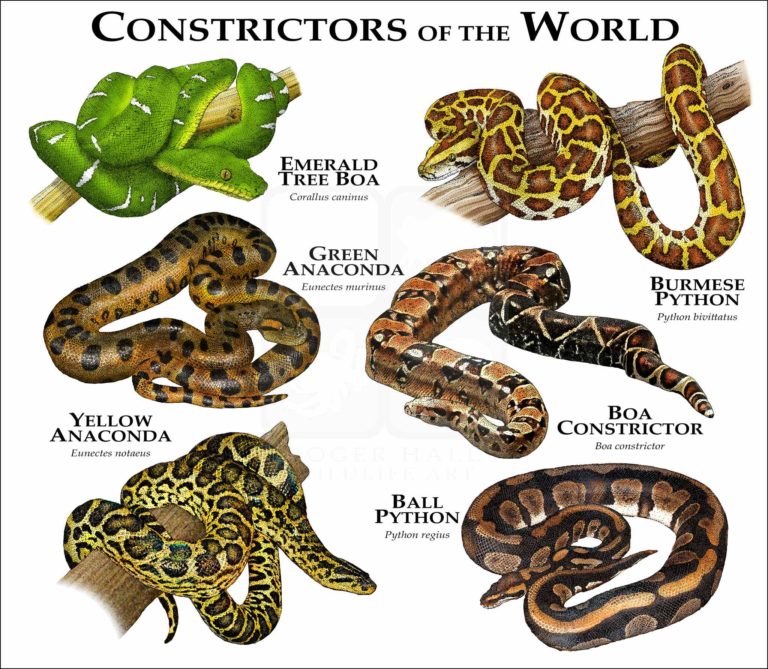 Constrictor Snakes Poster Print – inkart