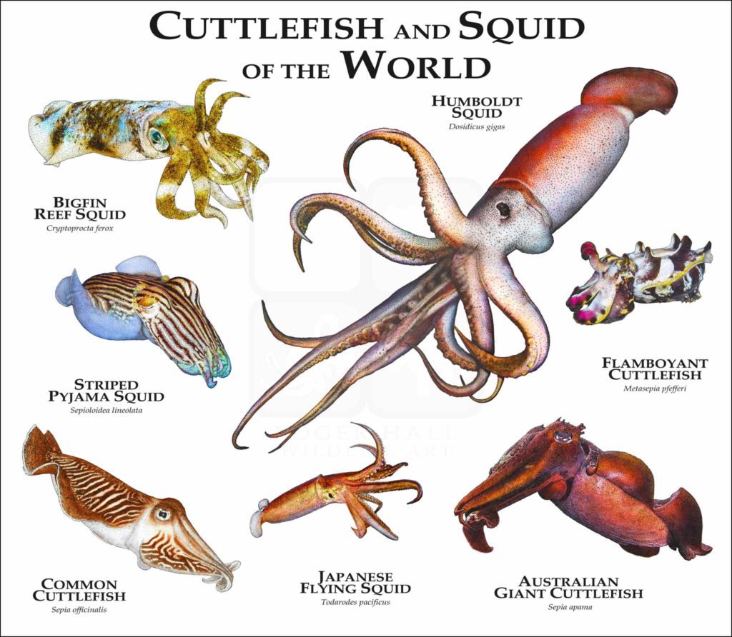 Cuttlefish and Squid of the World Poster Print – inkart