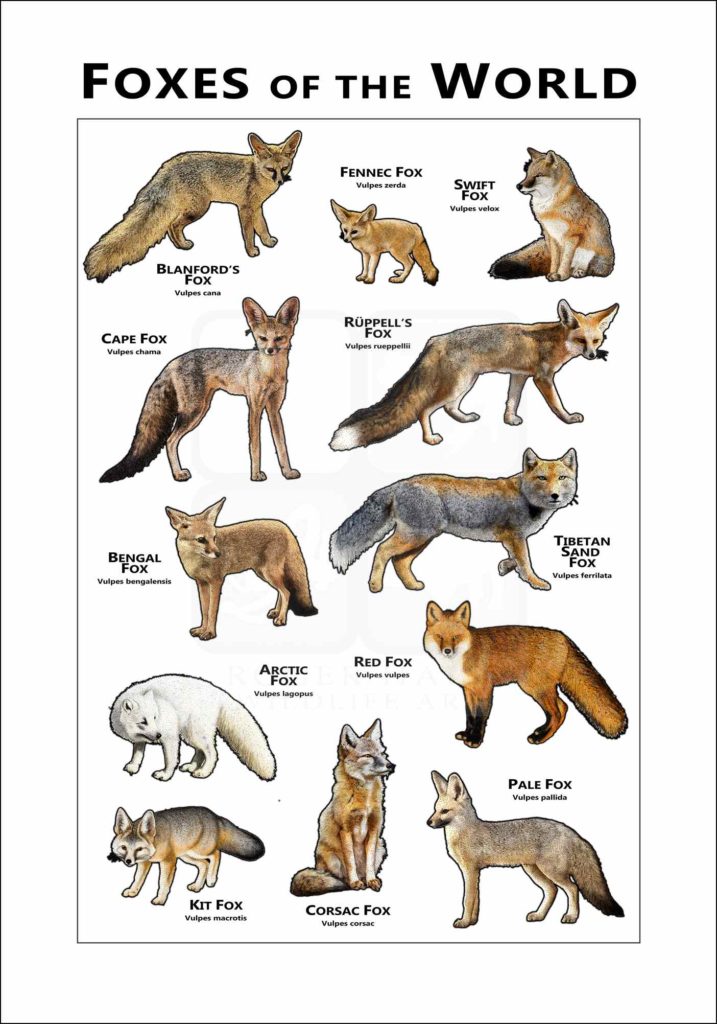 Extinct Mammals of North America Poster Print - inkart