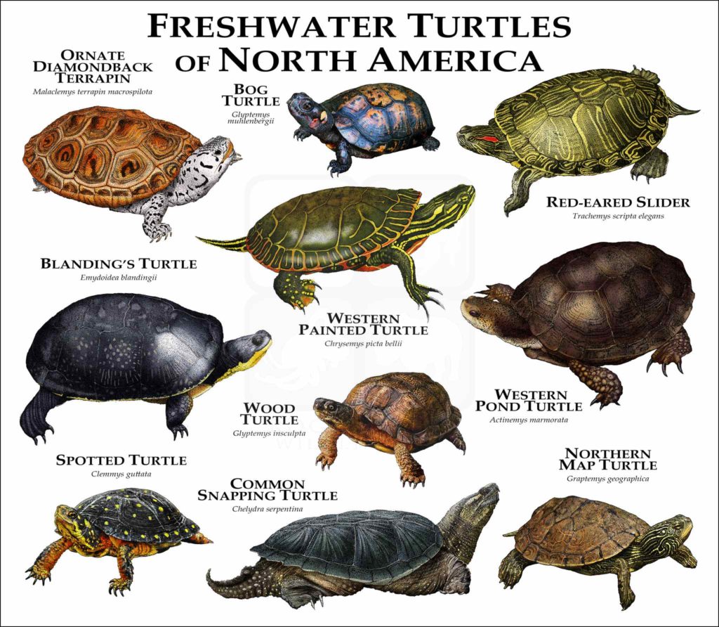 Freshwater Turtles of North America Poster Print – inkart