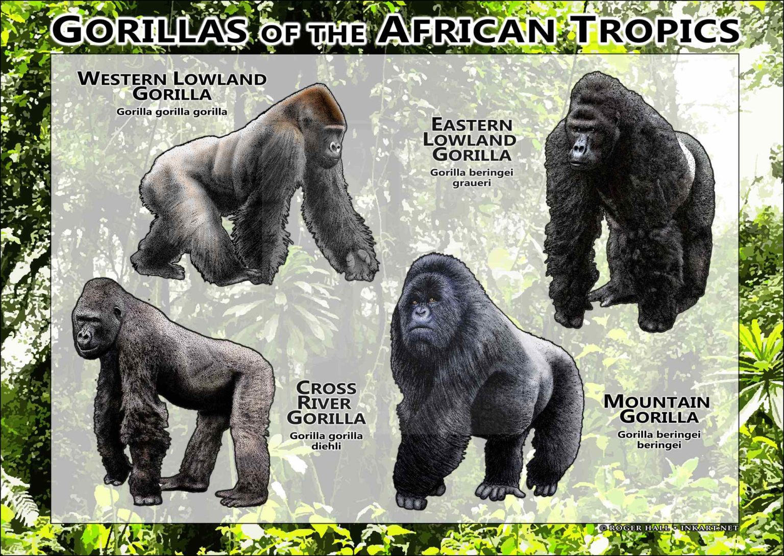 Mountain Gorilla Poster Print / Infographic