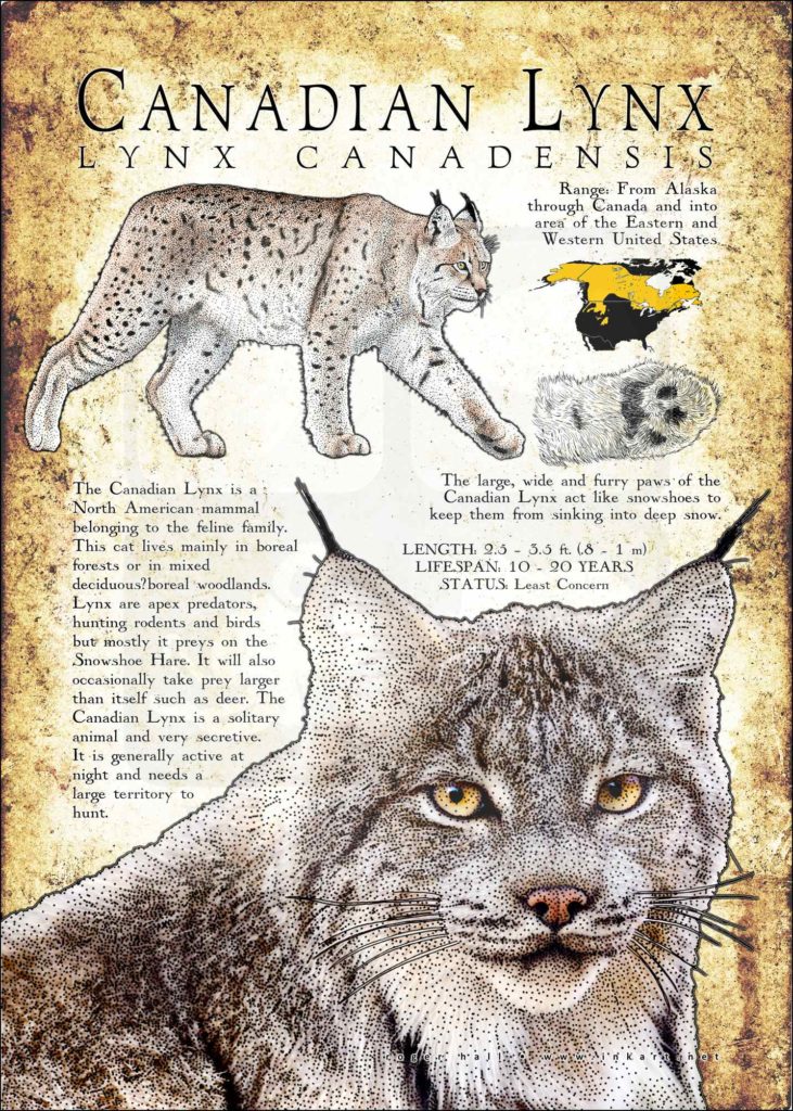 Canadian Lynx Poster - Wildlife Art