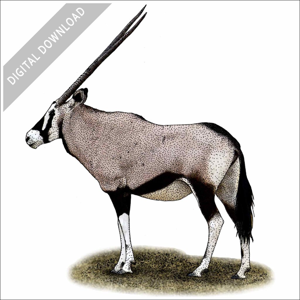 Stock Art Drawing of a Gemsbok - inkart