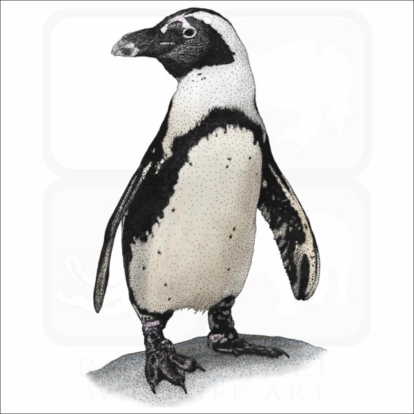 Stock Art Drawing of an African Penguin - inkart