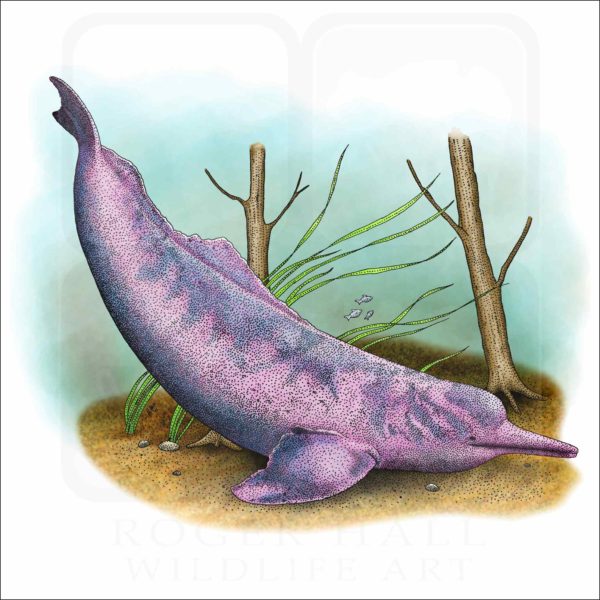 Amazon River Dolphin Poster Print / Infographic